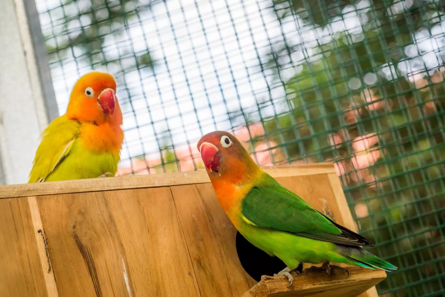 Quelle cage pour des inséparables